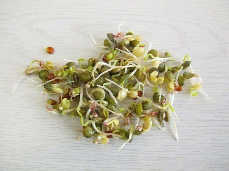 Quinoa Sprout Benefits | The Morrigan Post